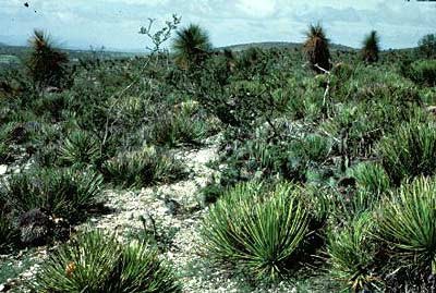 matorral XEROFILO.jpg :: MATORRAL XEROFILO